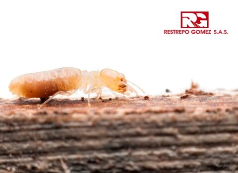 Control de Comejen - Restrepo Gomez S.A.S.